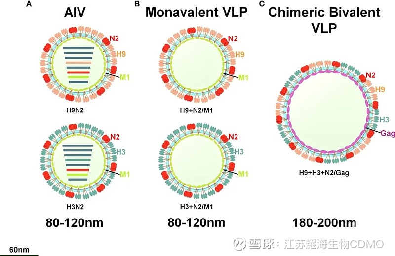 这些VLP疫苗设计的Tips确定不了解一下？ 导读：病毒样颗粒（Virus-like Particles, VLP）是一种不含病毒遗传物质的 ...