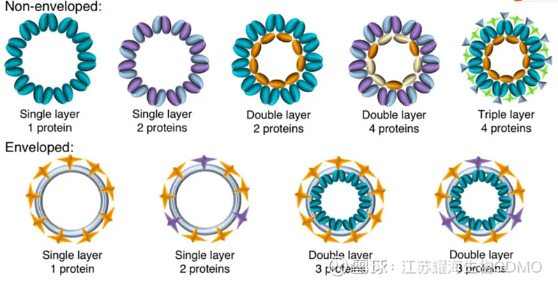 解锁VLP疫苗奥秘：初学者入门VLP疫苗指南及最全VLP表达平台解析 导读病毒样颗粒（Virus-like Particles，VLP）是一种 ...