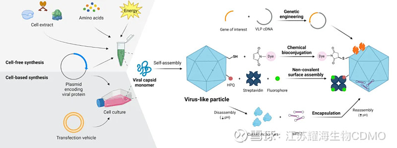 解锁VLP疫苗奥秘：初学者入门VLP疫苗指南及最全VLP表达平台解析 导读病毒样颗粒（Virus-like Particles，VLP）是一种 ...