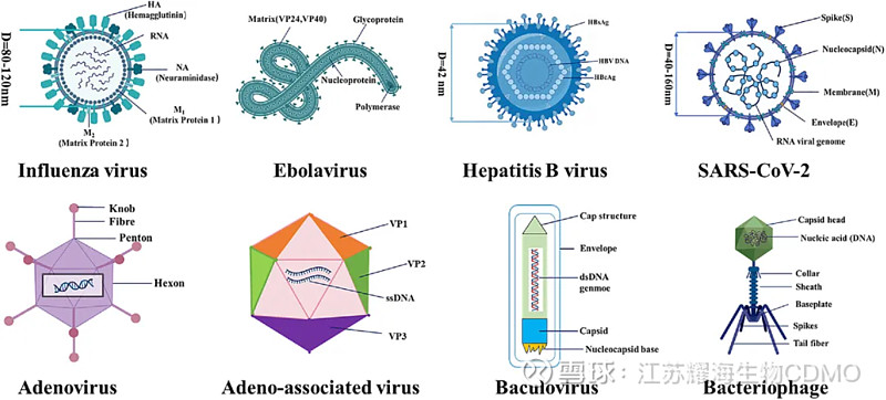 疫苗研发必备指南！VLP疫苗中的层析工艺汇总（必藏攻略） 导读病毒样颗粒（Virus-like particles，VLP）是由病毒单一或多个结构蛋白自行装配而成的高度结构化的蛋... - 雪球