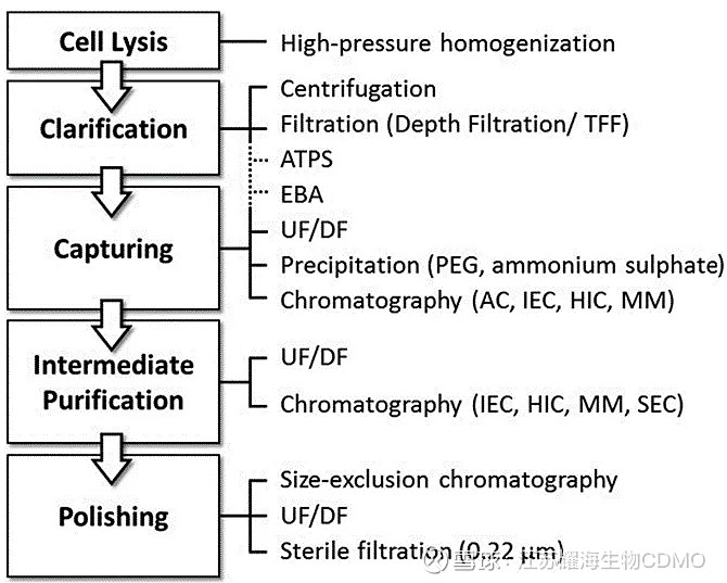 疫苗研发必备指南！VLP疫苗中的层析工艺汇总（必藏攻略） 导读病毒样颗粒（Virus-like particles，VLP）是由病毒单一或多个 ...