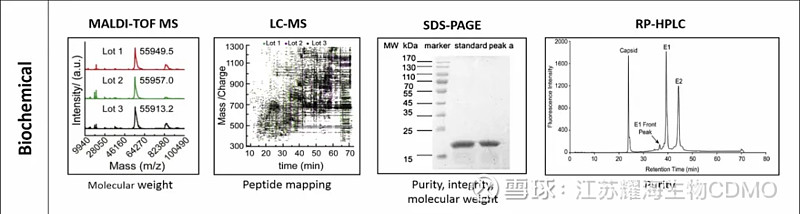 分析前沿！VLP疫苗的质控与表征（必藏攻略） 病毒样颗粒(Virus like particle, VLP)是由一个或多个具有自组装能力的不同 ...