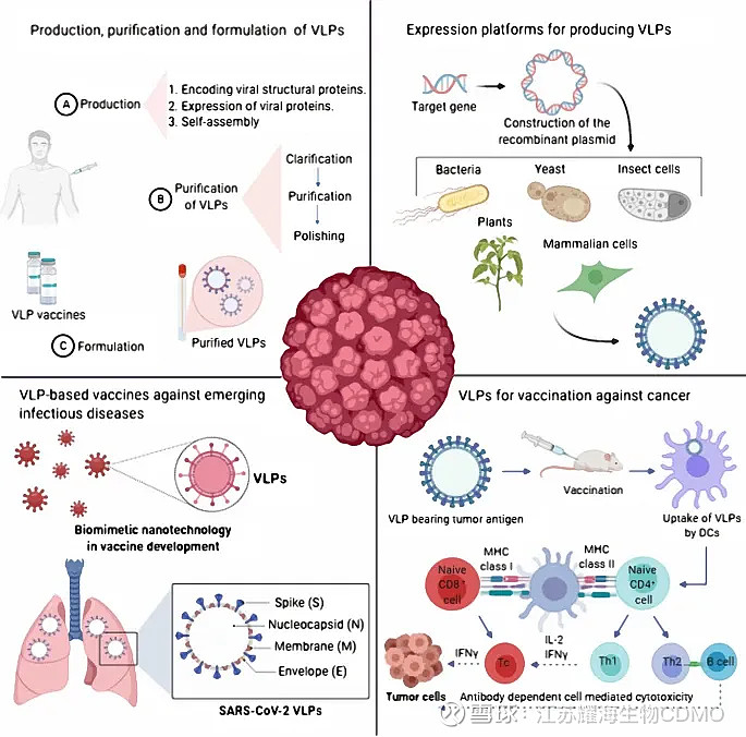 分析前沿！VLP疫苗的质控与表征（必藏攻略） 病毒样颗粒(Virus like particle, VLP)是由一个或多个具有自组装能力的不同 ...