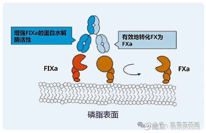 超95%患者出血次数为零！诺和诺德披露靶向FIXa/FX双抗治疗A型血友病的最新研究进展，... 欢迎关注 凯莱英 药闻近日， 诺和诺德 在在 ...