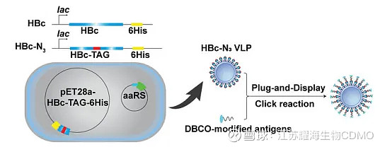 前沿！VLP位点的特异性修饰竟然可以提高抗肿瘤能力、降低自身免疫原性 导读病毒样颗粒（Virus-like Particles，VLPs）是由 ...