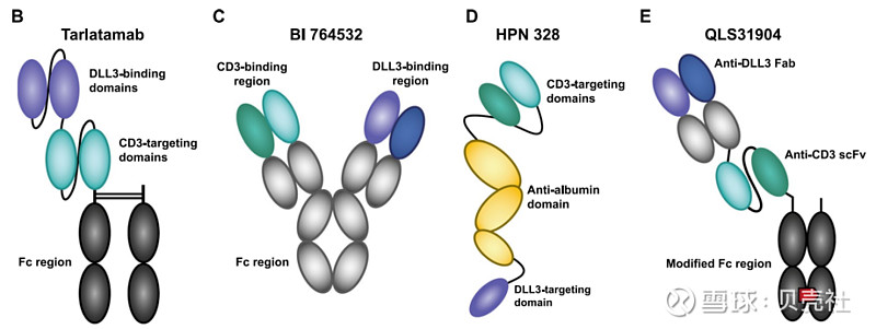 针对小细胞肺癌靶向DLL3的新疗法 来源：小药说药 小细胞肺癌（SCLC）是一种侵袭性、高级别的神经内分泌癌（NEC），每年占癌症诊断的13% ...