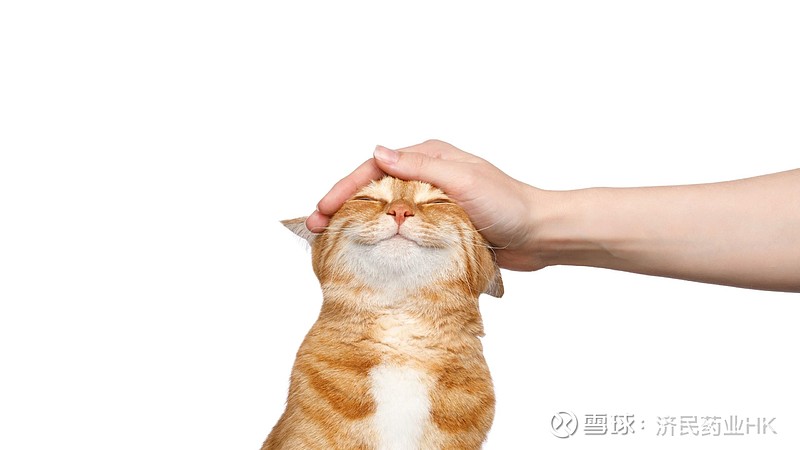 猫甲亢首个甲巯咪唑仿制药！FDA批准Felanorm口服溶液 美国食品药品监督管理局已批准Norbrook Laboratories公司的 ...