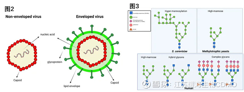 研发必看！一起走进VLP的完美搭档--酵母 导读病毒样颗粒（Virus-like Particles, VLP）由病毒结构蛋白组成，这些结构 ...