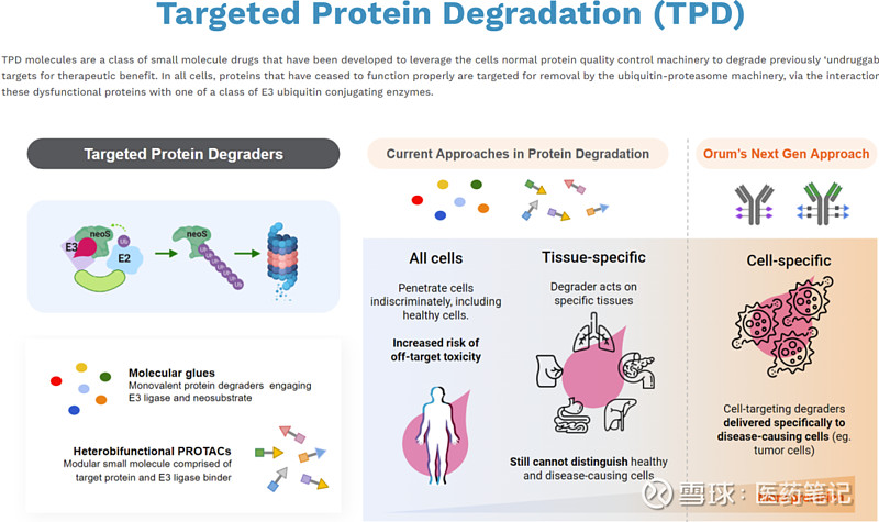 9.45亿美元：Vertex与Orum合作开发3款DAC Armstrong 2024年7月16日，Orum Therapeutics 宣布与 ...