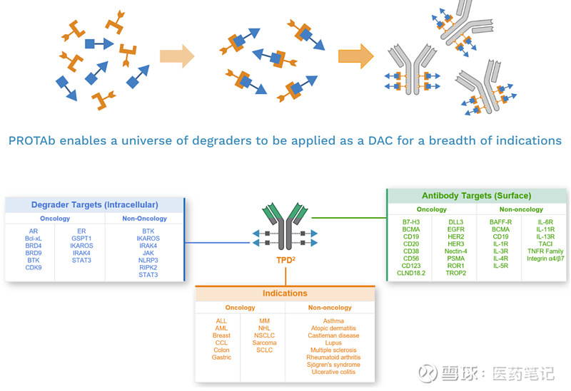 9.45亿美元：Vertex与Orum合作开发3款DAC Armstrong 2024年7月16日，Orum Therapeutics 宣布与 ...