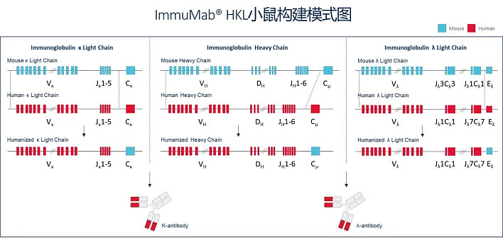 通过全人源Lambda抗体拓展抗体药发现空间 – 伊米诺康发布全人源抗体平台新品系：ImmuMab® HKL小鼠 7月17日，伊米诺康宣布，已 ...
