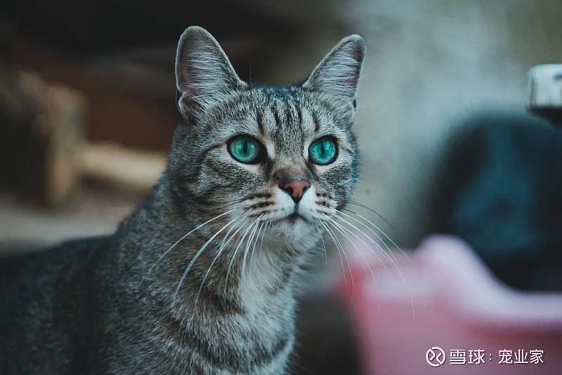 38亿元押注宠单抗，德克罗收购宠物药初创公司Invetx 宠物治疗性单克隆抗体疗法，会是未来20年宠物疾病诊疗领域的蓝海吗？宠物行业观察消息 ...