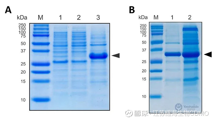 【菌周刊】从大肠杆菌BL21(DE3)包涵体中复性hEGF并进行生物活性评估 人表皮生长因子（Human epidermal growth factor，hEGF）是一种6.2 kDa的蛋白质 ...