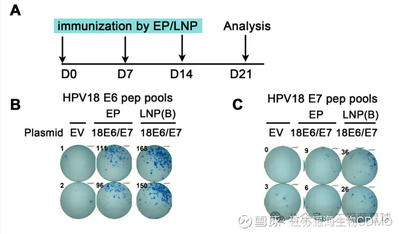 LNP开发 | 解析北大团队最新LNP递送HPV DNA疫苗平台开发 导读：宫颈癌是全球女性第四大常见癌症，约90%的宫颈癌由人乳头瘤病毒 ...