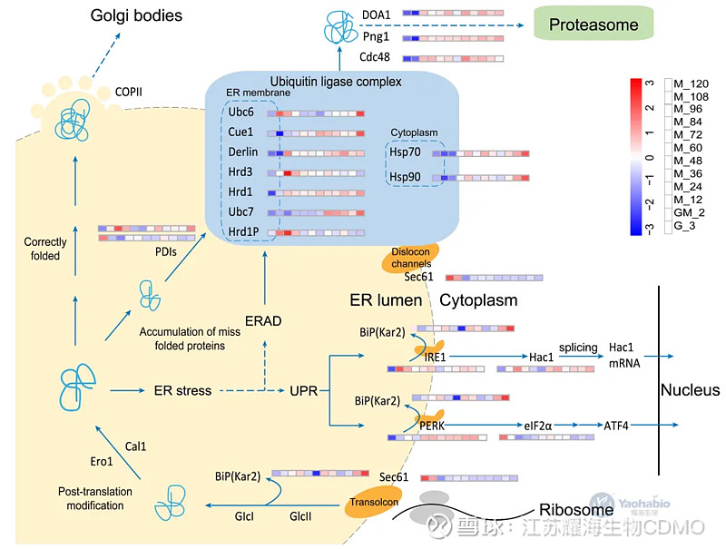 【菌周刊】毕赤酵母GS115在高密度Fed-Batch模式下生产蛋白的转录组学分析 毕赤酵母是一种甲基营养酵母，在工业上被广泛用作重组蛋白表达 ...