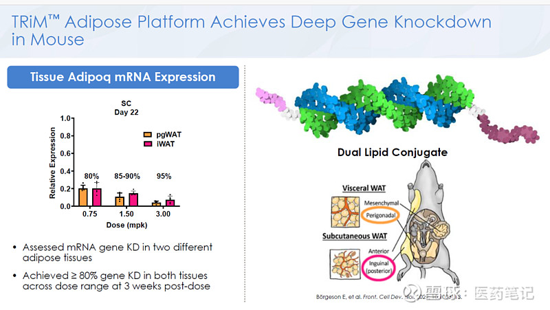 Arrowhead：脂肪递送siRNA技术进军减重赛道 Armstrong 2024年8月14日，Arrowhead举办研发日活动（part ...