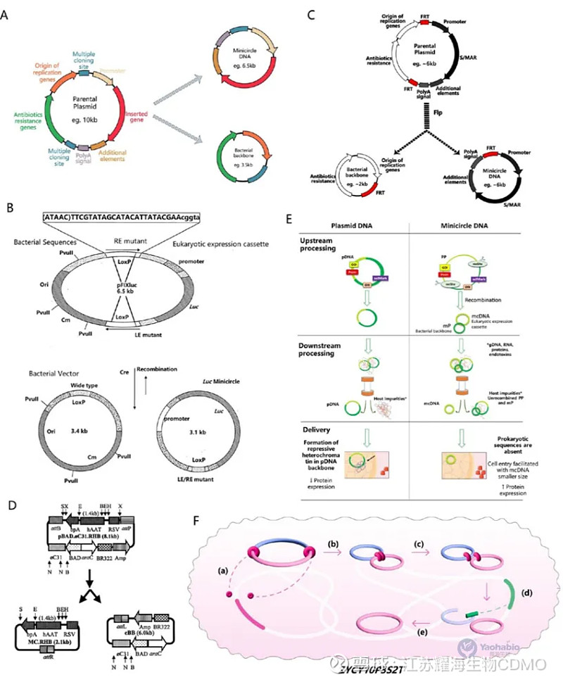 耀文宝典 | 新型DNA与DNA的优化，拿捏! ! ! 一般来说，DNA的使用中以质粒DNA（Plasmid DNA, pDNA）最为多见。它 ...