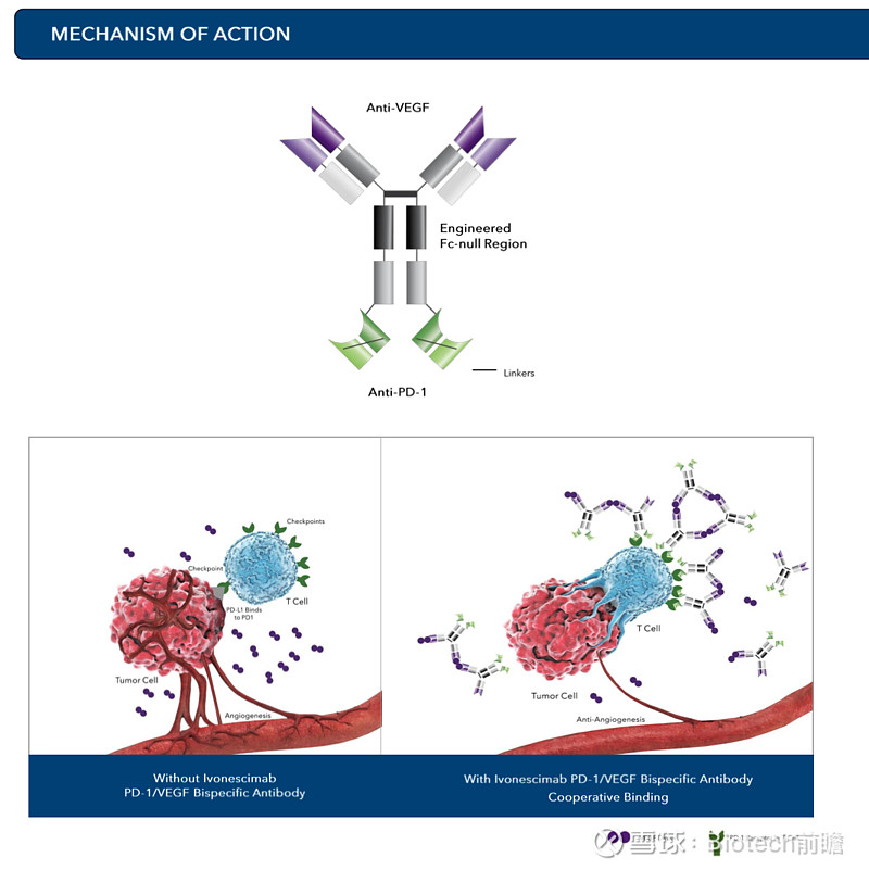 抗血管生成联合免疫的双刃剑丨PD-1/VEGF双抗与可乐组合 抗血管生成药作用机制肿瘤治疗从手术、放疗、化疗、靶向乃至当下的免疫治疗时代，随着治疗手段的变迁，各种药物的机制探讨也在不... - 雪球