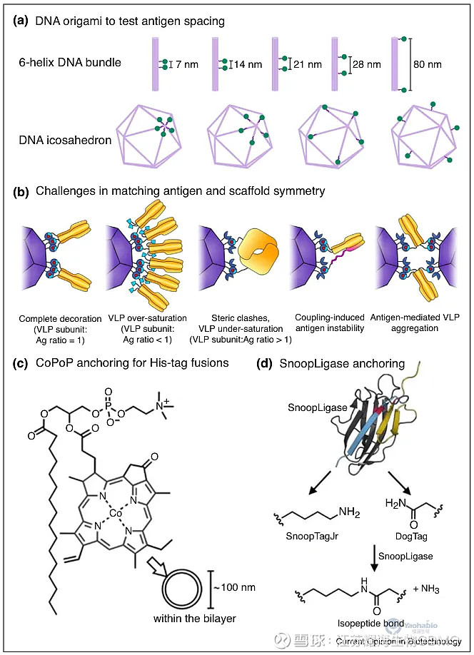 牛津大学高分综述：VLP与传染病、癌症 病毒样颗粒（Virus-like Particle, VLP）将纳米技术、免疫学和合成生物学紧密联系 ...