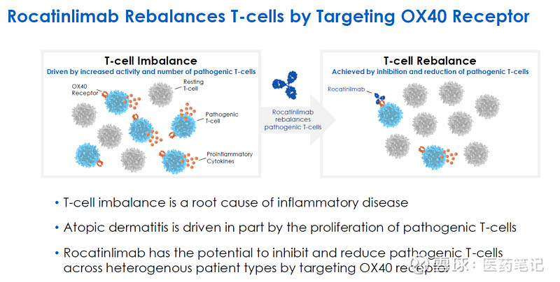 安进：OX40抗体特应性皮炎三期临床成功 Armstrong 2024年9月24日， 安进 公布自免/炎症领域最新临床进展，包括OX40抗体 ...