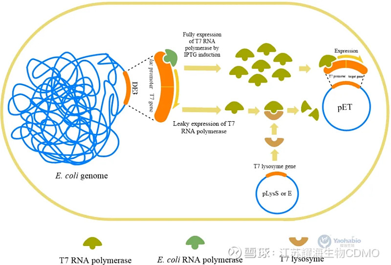 一文读懂大肠杆菌菌株（附重组蛋白表达解决方案） 大肠杆菌（ Escherichia coli，E. coli ）在生物制药工业中生产重组蛋白 ...