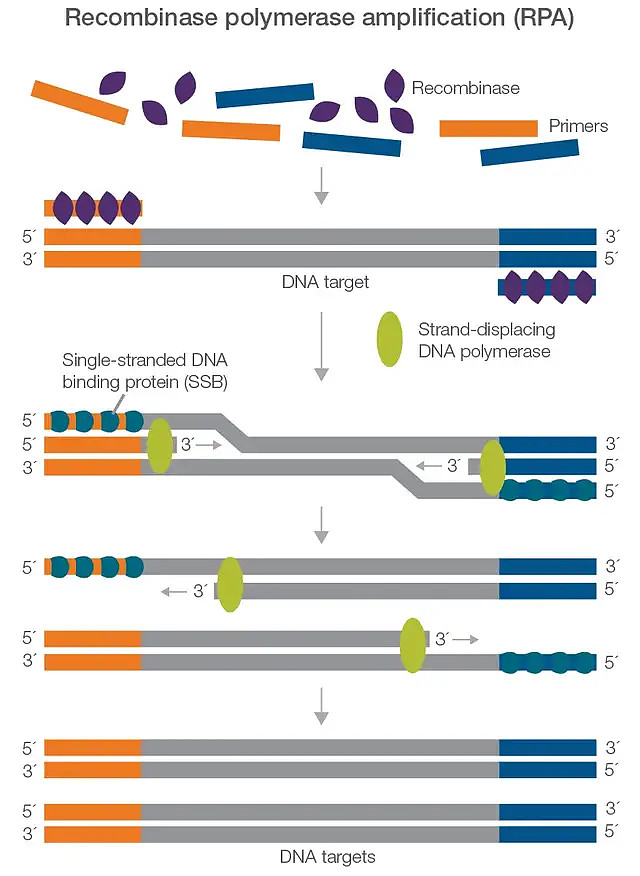 重组酶聚合酶扩增（RPA）技术，分子诊断的下一个风口？ 等温核酸扩增技术 (INAATs) 是一种可替代 PCR 进行核酸扩增的技术，快速且无 ...