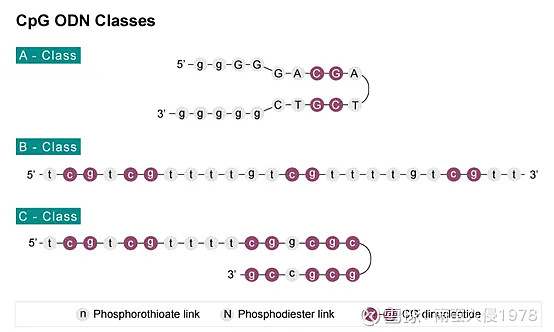 $诺泰生物(SH688076)$ 技术分享|疫苗佐剂之 CpG ODN：特性、研究进展与应用全解析 诺泰生物 2024... - 雪球