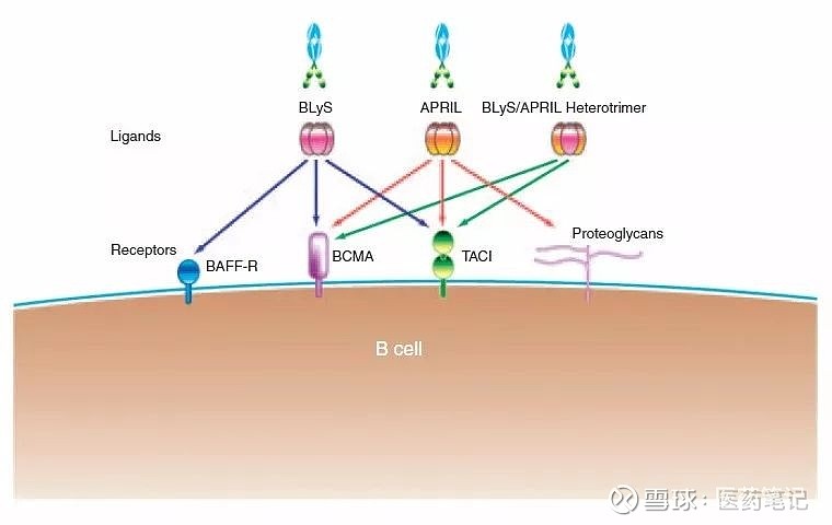 全球首款：大冢制药APRIL抗体IgA肾病三期临床成功 Armstrong 2024年10月22日，大冢制药宣布APRIL抗体Sebeprenlimab治疗IgA肾病的三期临... - 雪球