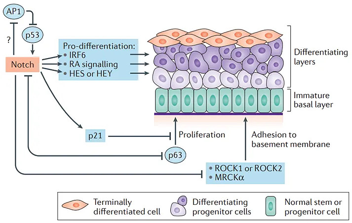 DLL3 ADC峰回路转，SCLC治疗突破有望 几乎所有靶点的成药都会走过一段漫长又波折的旅程，Delta样配体3（DLL3）靶点正在经历这样 ...