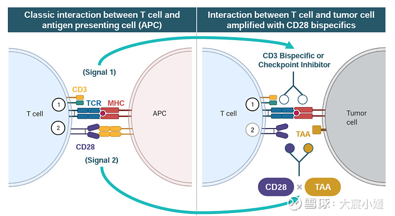 $三生国健(SH688336)$ 三生国健开发CD3/CD28/MUC17三抗原创 UmabsDB 2024年10月2... - 雪球