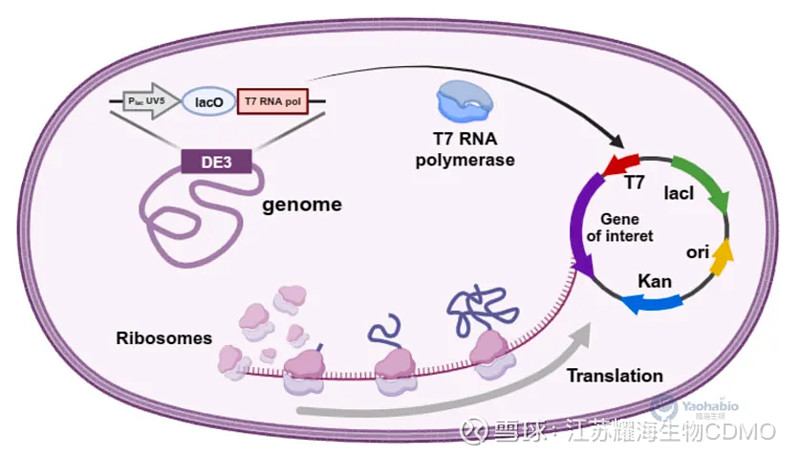 清华最新发文：大肠杆菌重组蛋白表达的应对指南 蛋白质表达在不同的生物系统中是一个关键过程。大肠杆菌作为在工业催化和医疗保健领域广泛应用的微生物 ...