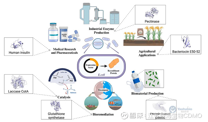 清华最新发文：大肠杆菌重组蛋白表达的应对指南 蛋白质表达在不同的生物系统中是一个关键过程。大肠杆菌作为在工业催化和医疗保健领域广泛应用的微生物 ...