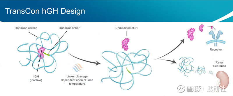 TidesPro | Novo Nordisk获TransCon长效制剂平台独家授权 2024年11月4日， Ascendis Pharma ...