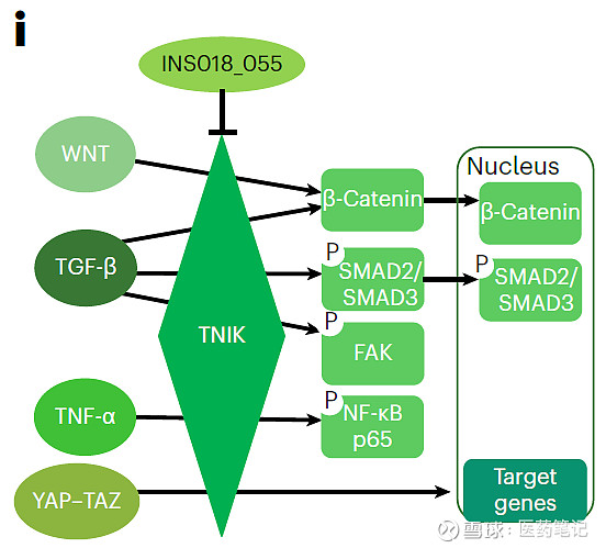 英矽智能：抗IPF候选药物IIa期数据公布，AI驱动FIC新药获得里程碑式进展 Armstrong 2024年11月12日，英矽智能自研领先 ...