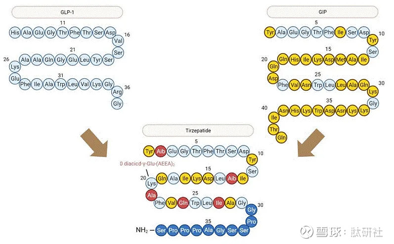 TidesPro | 替尔泊肽多地开花，最新成果发表于NEJM 2024年11月13日， 礼来 公布了替尔泊肽临床III期 SURMOUNT ...