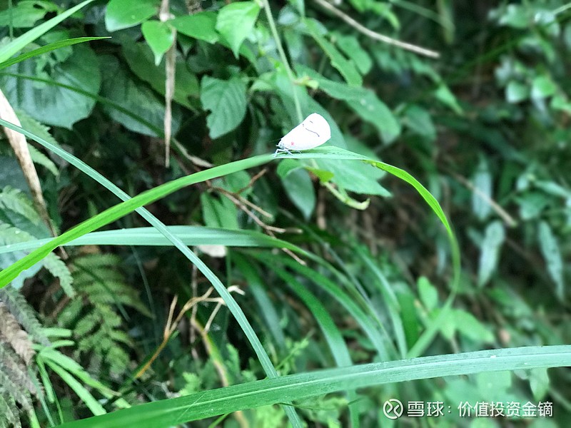 2024年11月LPR报价出炉2024年11月贷款市场报价利率（LPR）：5年期以上为3.60%，上月为3.60%；1年... - 雪球