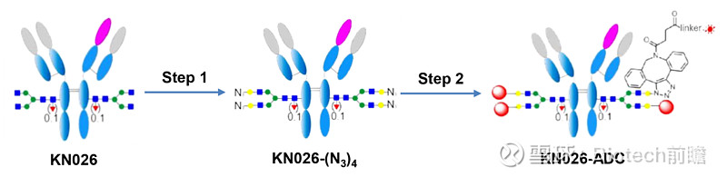 FDA批准HER2双抗BTC适应症，老靶点突破胃癌、乳腺癌限制 Her2(人表皮生长因子受体2)是重要的癌症驱动基因，在多个癌种当中高度表达 ...