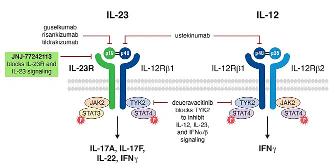 【药海听涛】小无相功与少林绝技：从JNJ-2113看银屑病竞争格局 今年的自身免疫疾病领域，充斥着各种TCE、CAR-T、双抗的光怪陆离，而J ...