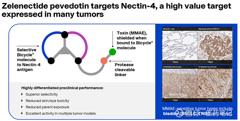 PDC再遇挫：Bicycle大跌31%，Nectin-4 PDC疗效不及预期 Armstrong 2024年12月12日，Bicycle ...