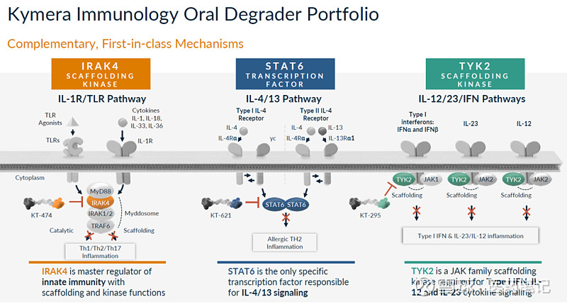 12.5亿美元：强生引进Kaken的临床前STAT6抑制剂 Armstrong 2024年12与26日， 强生 宣布引进日本药企Kaken ...