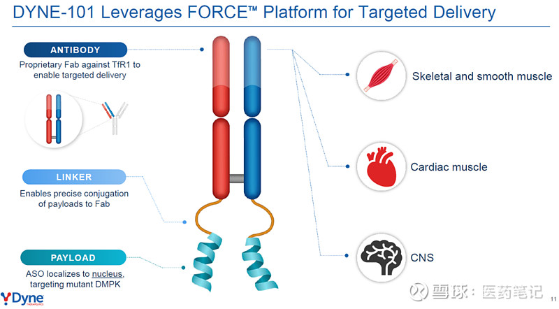 Dyne Therapeutics跌31%：公布AOC最新临床数据 Armstrong 2025年1月10日， Dyne ...