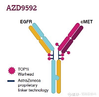 技术前沿 | 双抗ADC的CMC工艺开发挑战与解决方案 #万物偶联 抗体偶联药物（Antibody-Drug Conjugate, ADC ...