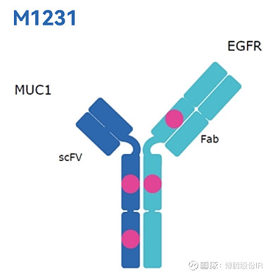 技术前沿 | 双抗ADC的CMC工艺开发挑战与解决方案 #万物偶联 抗体偶联药物（Antibody-Drug Conjugate, ADC ...