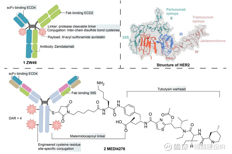 技术前沿 | 双抗ADC的CMC工艺开发挑战与解决方案 #万物偶联 抗体偶联药物（Antibody-Drug Conjugate, ADC ...