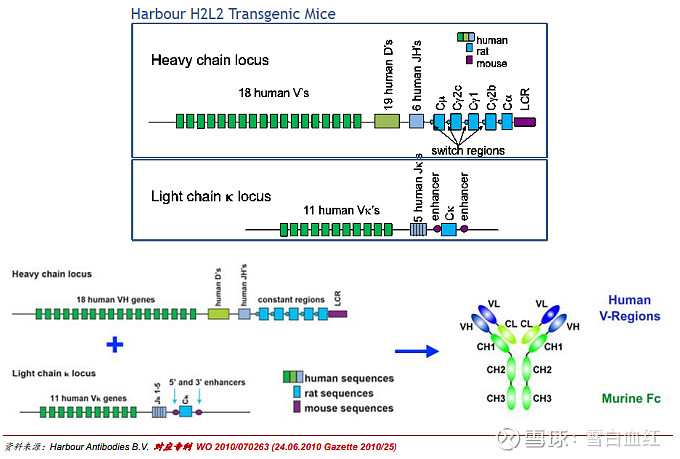 和铂医药（02142）：Harbour Mice平台（小鼠平台）前世今生 一、 和铂医药 的小鼠平台简介1、 技术平台基本情况 和铂医药 通过 ...