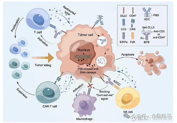 【原创】DLL3靶向ADC——小细胞肺癌的“新兴潜力治疗” 在肺癌的亚型中，小细胞肺癌 (small cell lung cancer ...