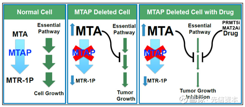 和誉早期重磅管线梳理之BIC PRMT5/MTA协同抑制剂「ABSK131」 $和誉-B(02256)$ $和铂医药-B(02142)$ $科 ...