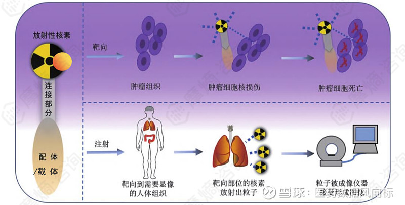 2024年核药行业全景：定义、原理、临床应用与未来潜力 核药行业作为医学领域的前沿技术之一，凭借其独特的放射性特性，在疾病诊断和治疗中扮演着 ...