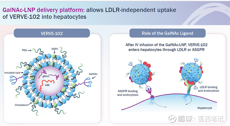 体内碱基编辑：GalNAc-LNP递送完成初步POC Armstrong 2025年4月14日， Verve Therapeutics 公布 ...