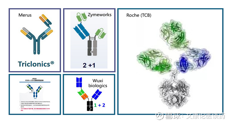 TCE 结构之争落幕：行业用行动给出 “标准答案” 在十年前甚至三年前的 生物医药 领域，每当提及双特异抗体与T细胞衔接器（TCE），业界的 ...